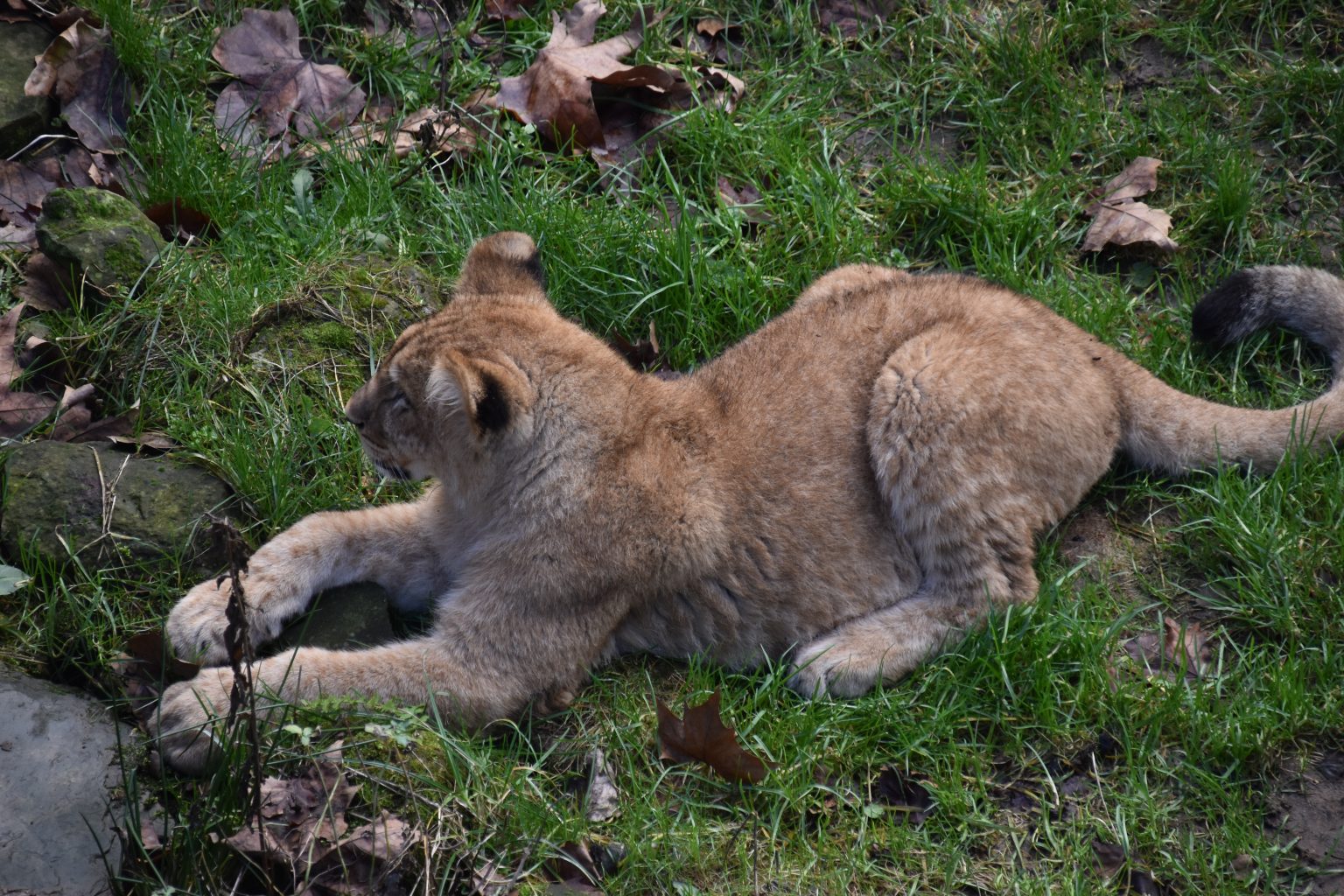 Feliformia | DierenWiki | Roofdieren > Feliformia