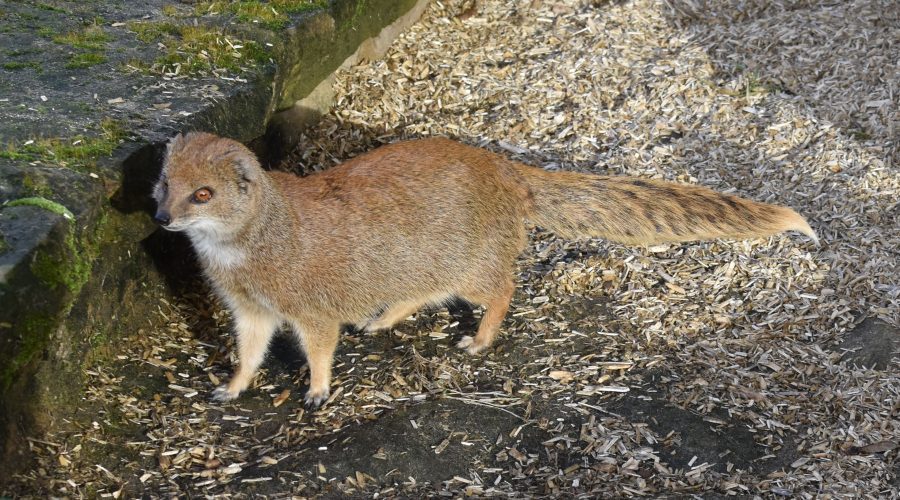 Zoogdieren | DierenWiki | Zoogdieren