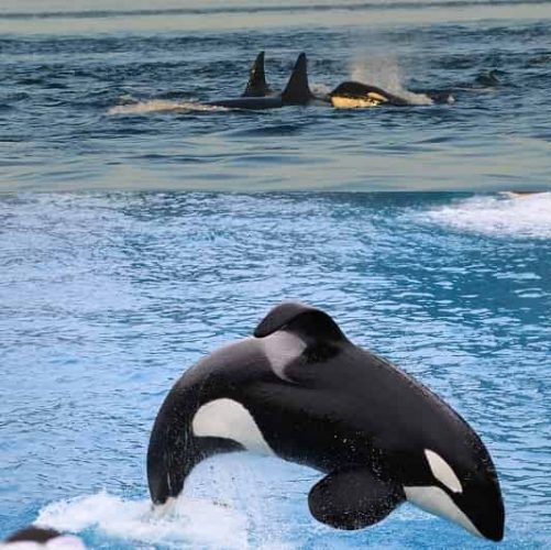 Orka | DierenWiki | Orka