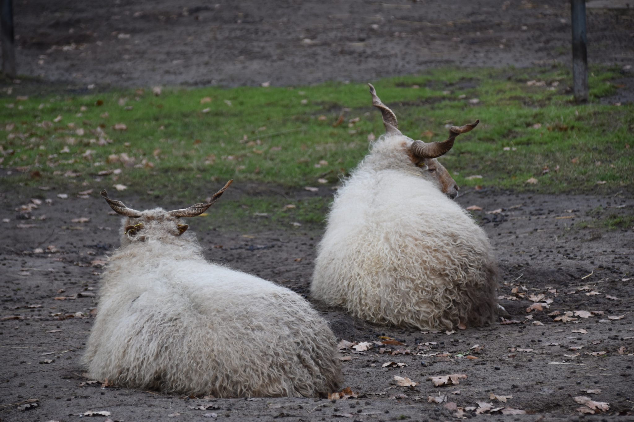 Hoefdieren | DierenWiki | Zoogdieren | Hoefdieren