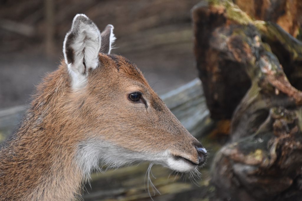 Hertachtigen (Cervidae) | DierenWiki | Hertachtigen Hertachtigen