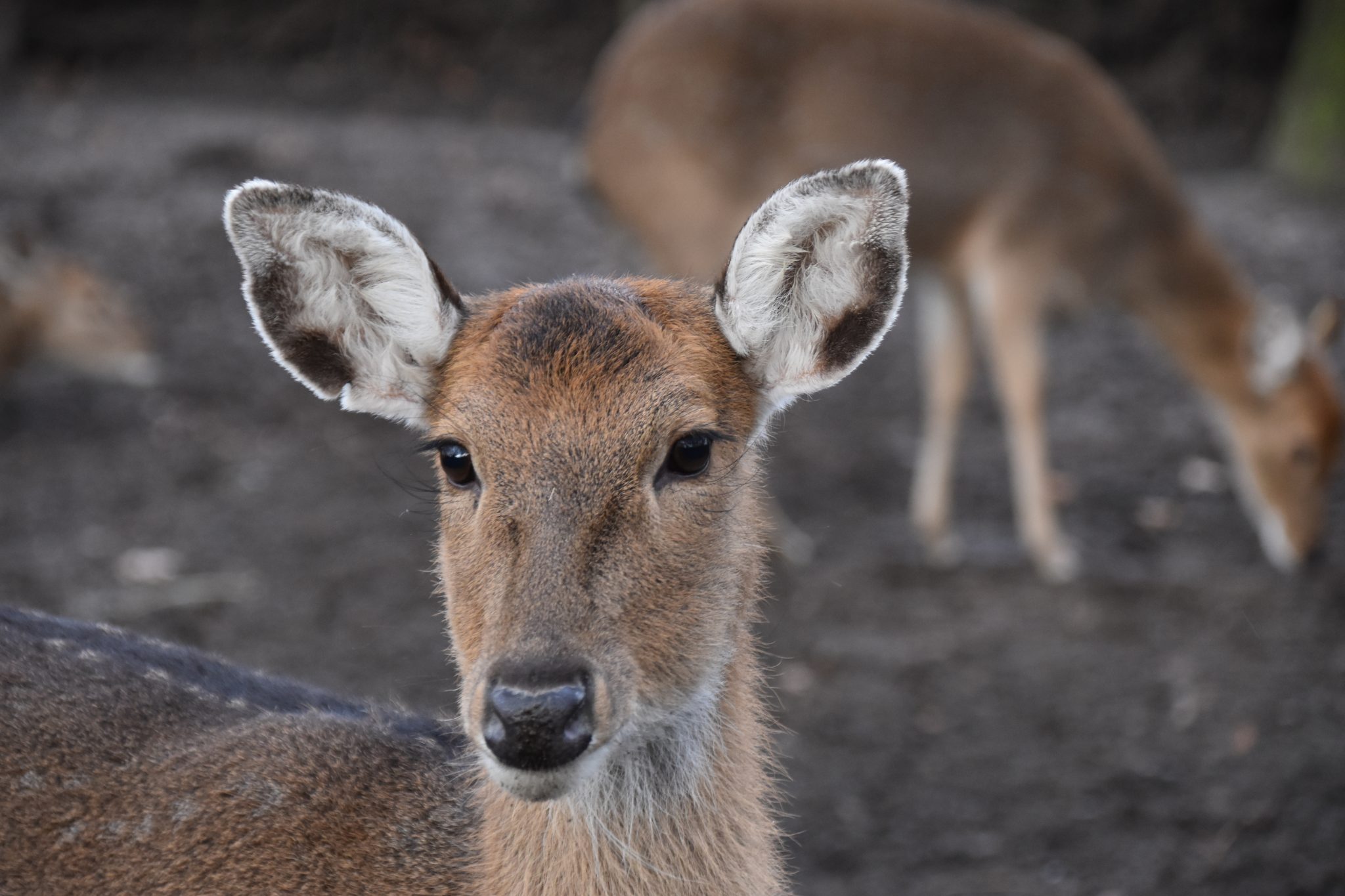 Hoefdieren | DierenWiki | Zoogdieren | Hoefdieren