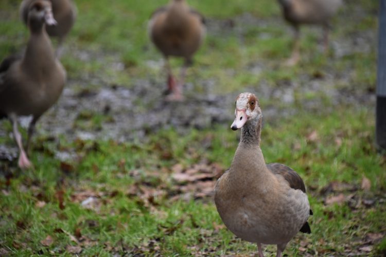 Gewervelden | DierenWiki - Gewervelden