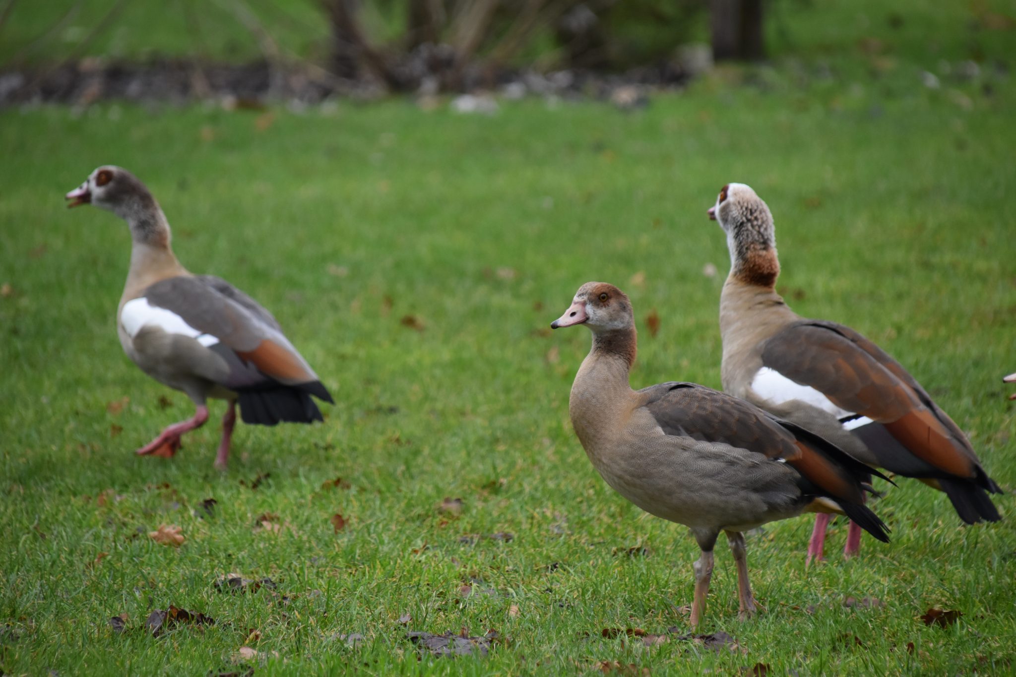 Gewervelden | DierenWiki - Gewervelden