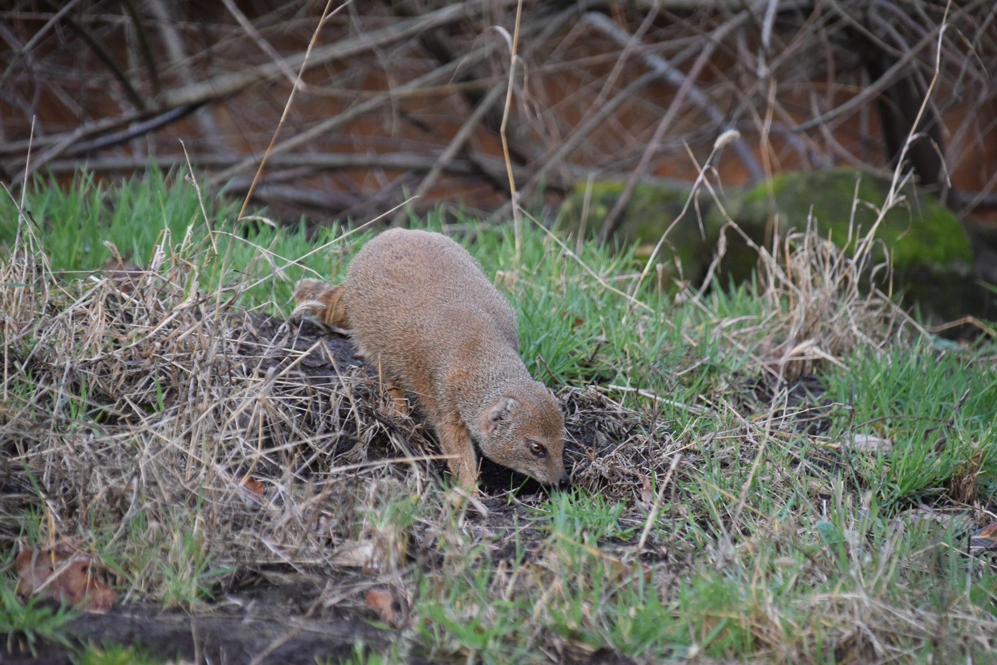 Feliformia | DierenWiki | Roofdieren > Feliformia