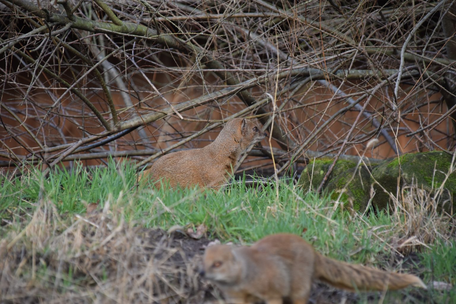 Mangoesten | DierenWiki | Mangoesten zijn roofdieren