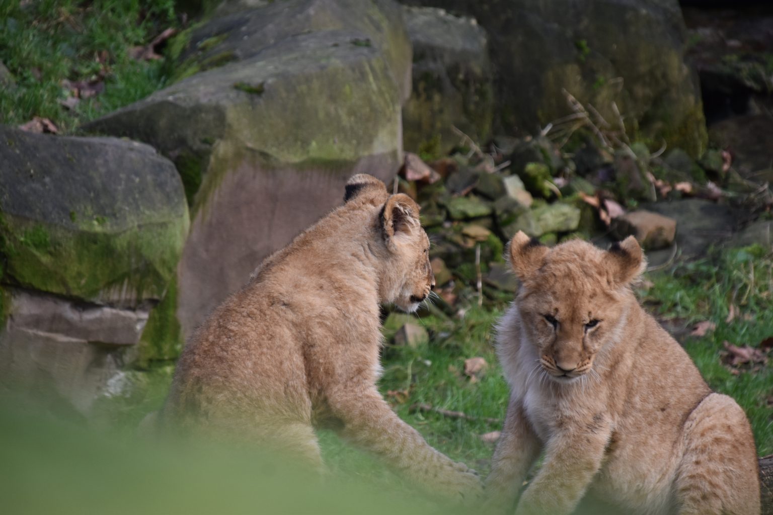 Roofdieren | DierenWiki | Soorten | Wat zijn roofdieren?