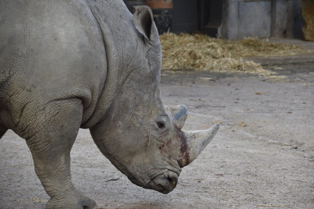 Neushoorns | DierenWiki | De Neushoorn