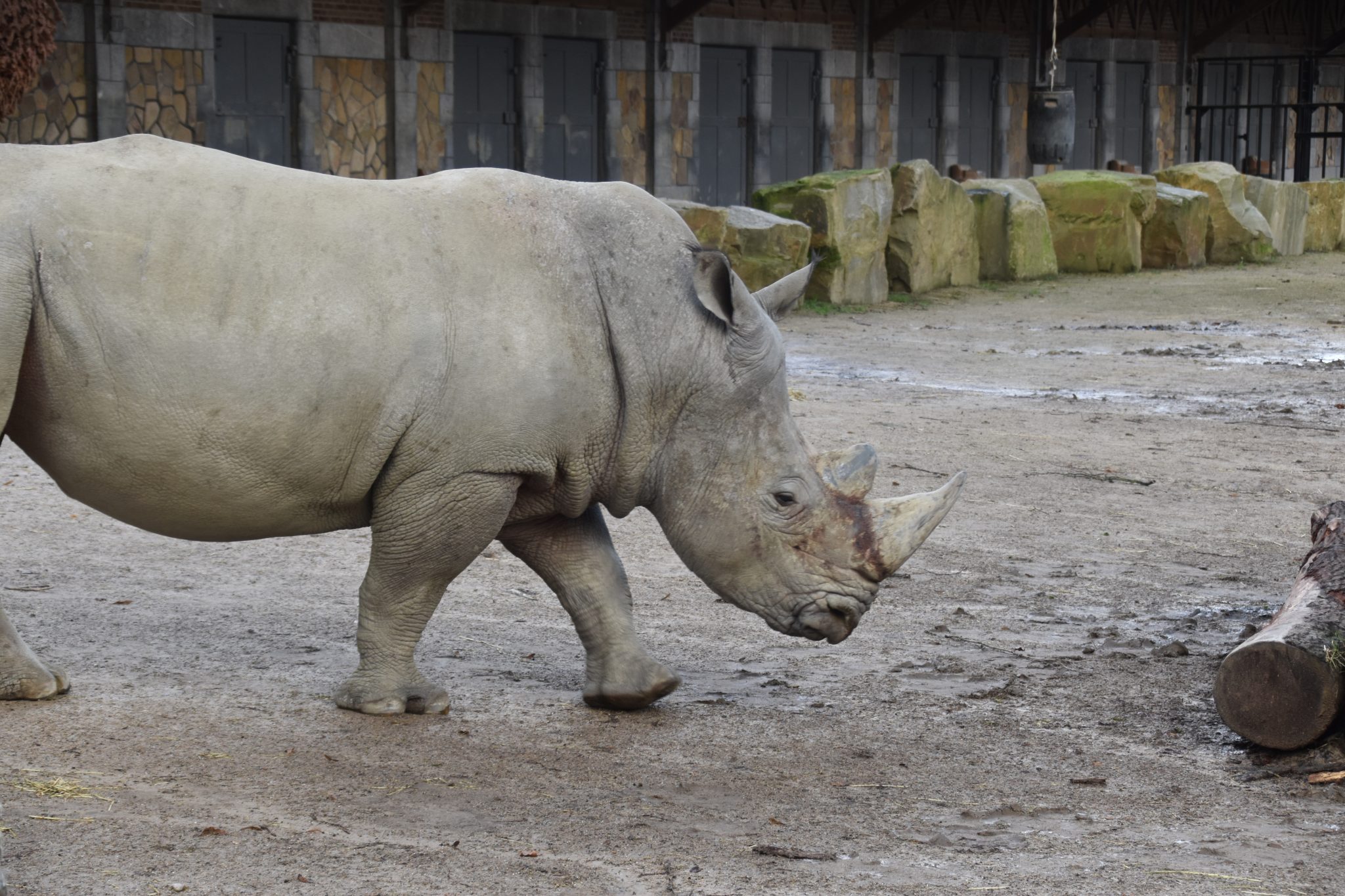 Witte neushoorn | DierenWiki - WITTE NEUSHOORN