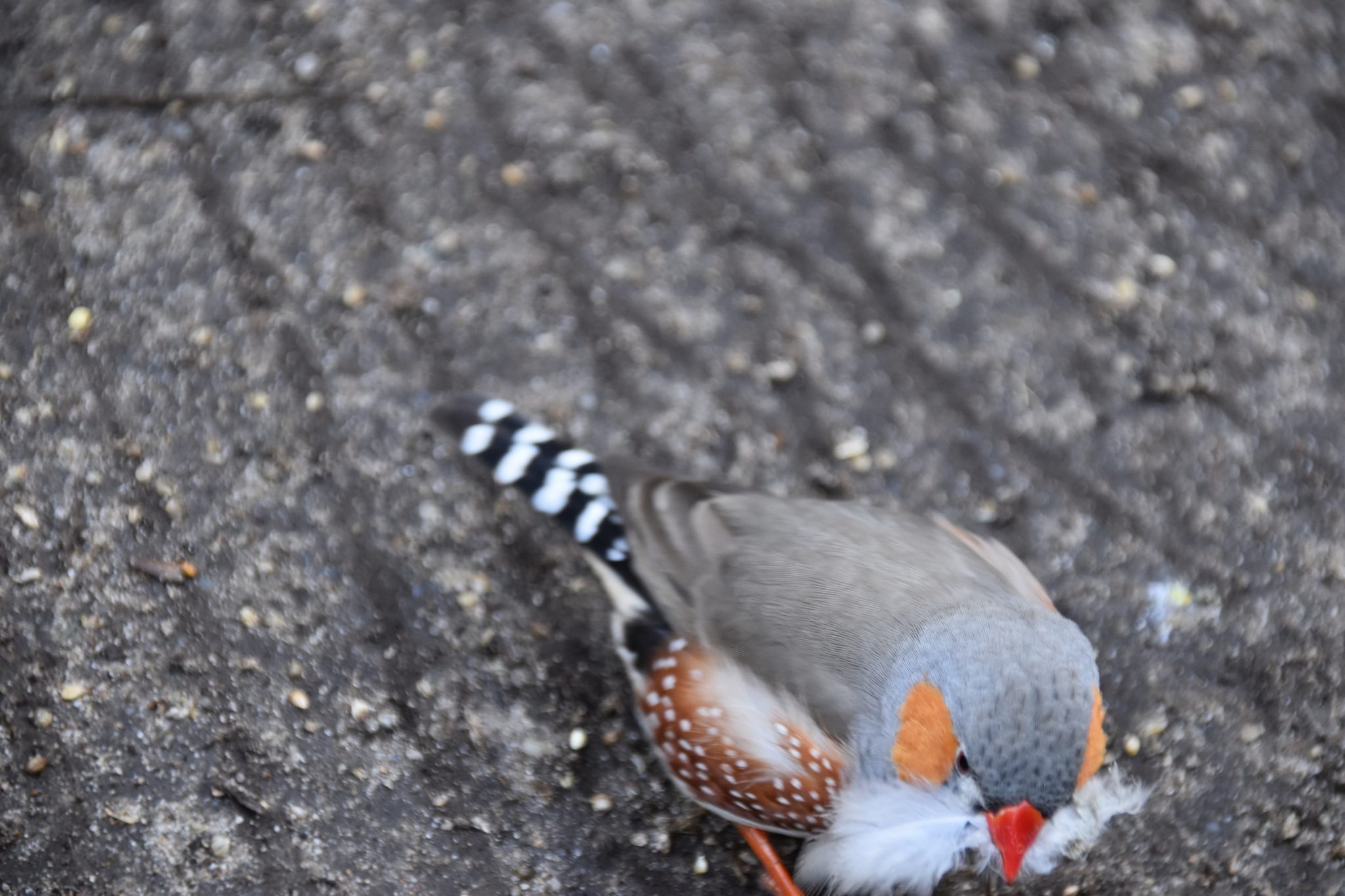 Zangvogels (Passeriformes) | DierenWiki | Zangvogels