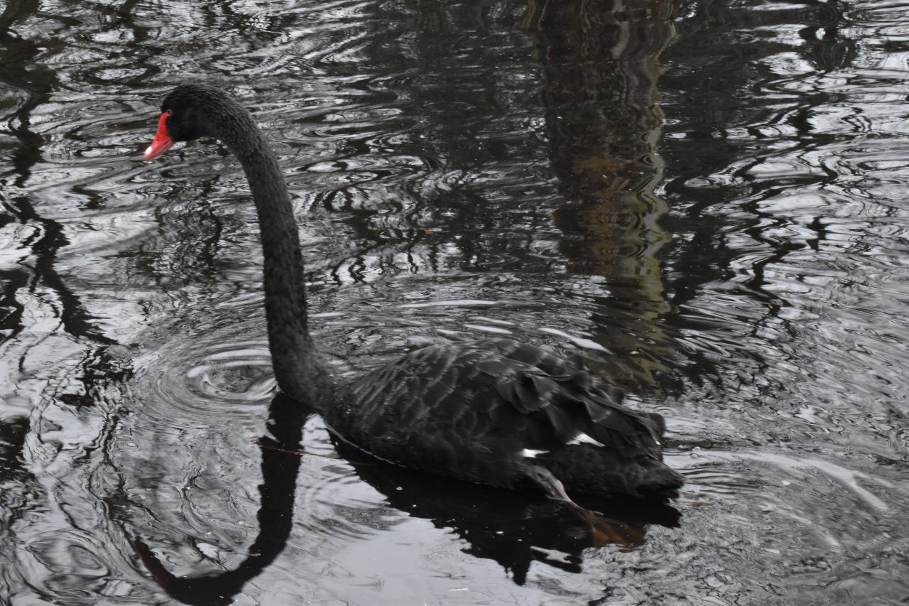 Gewervelden | DierenWiki - Gewervelden