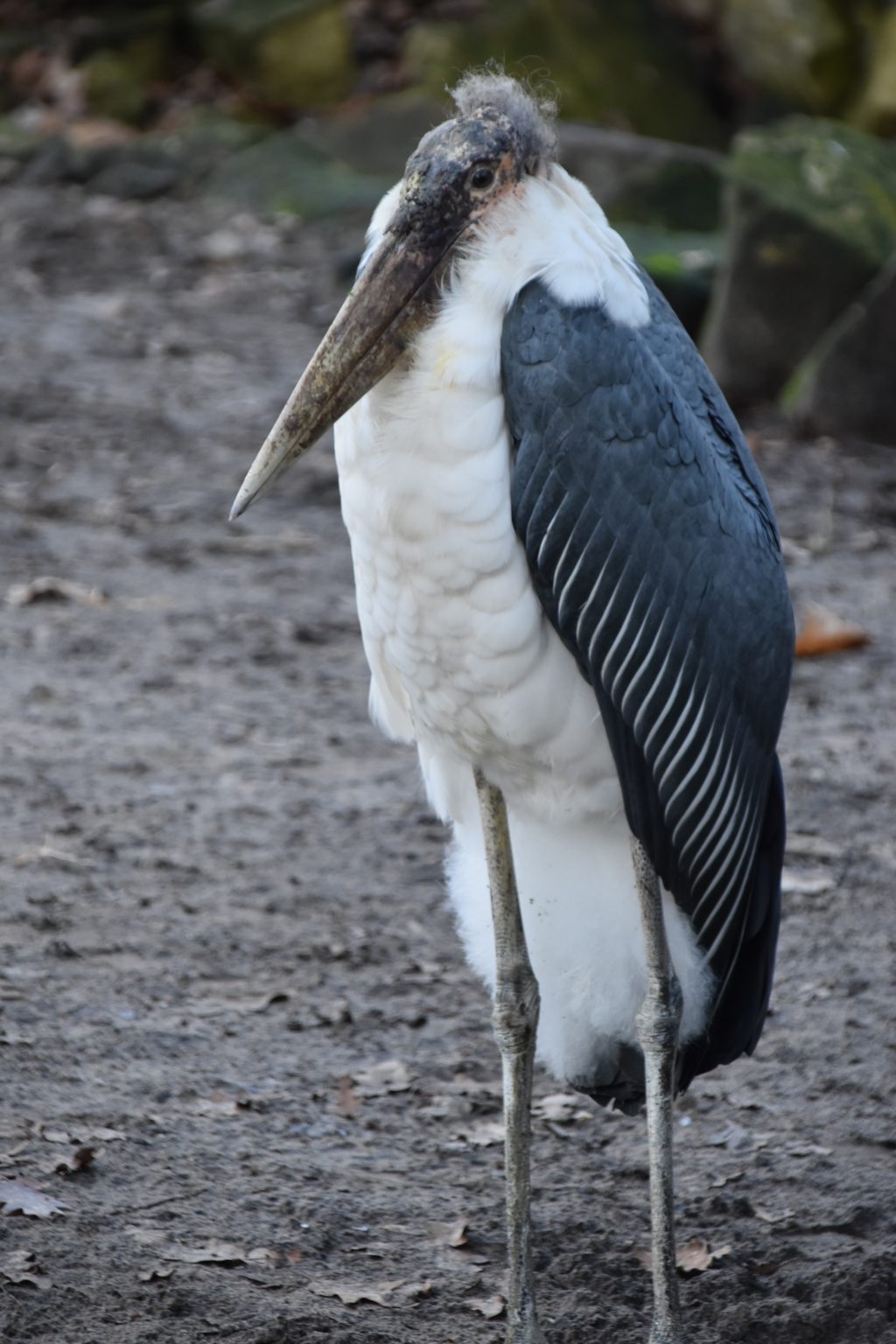 Afrikaanse maraboe | DierenWiki | Afrikaanse maraboe
