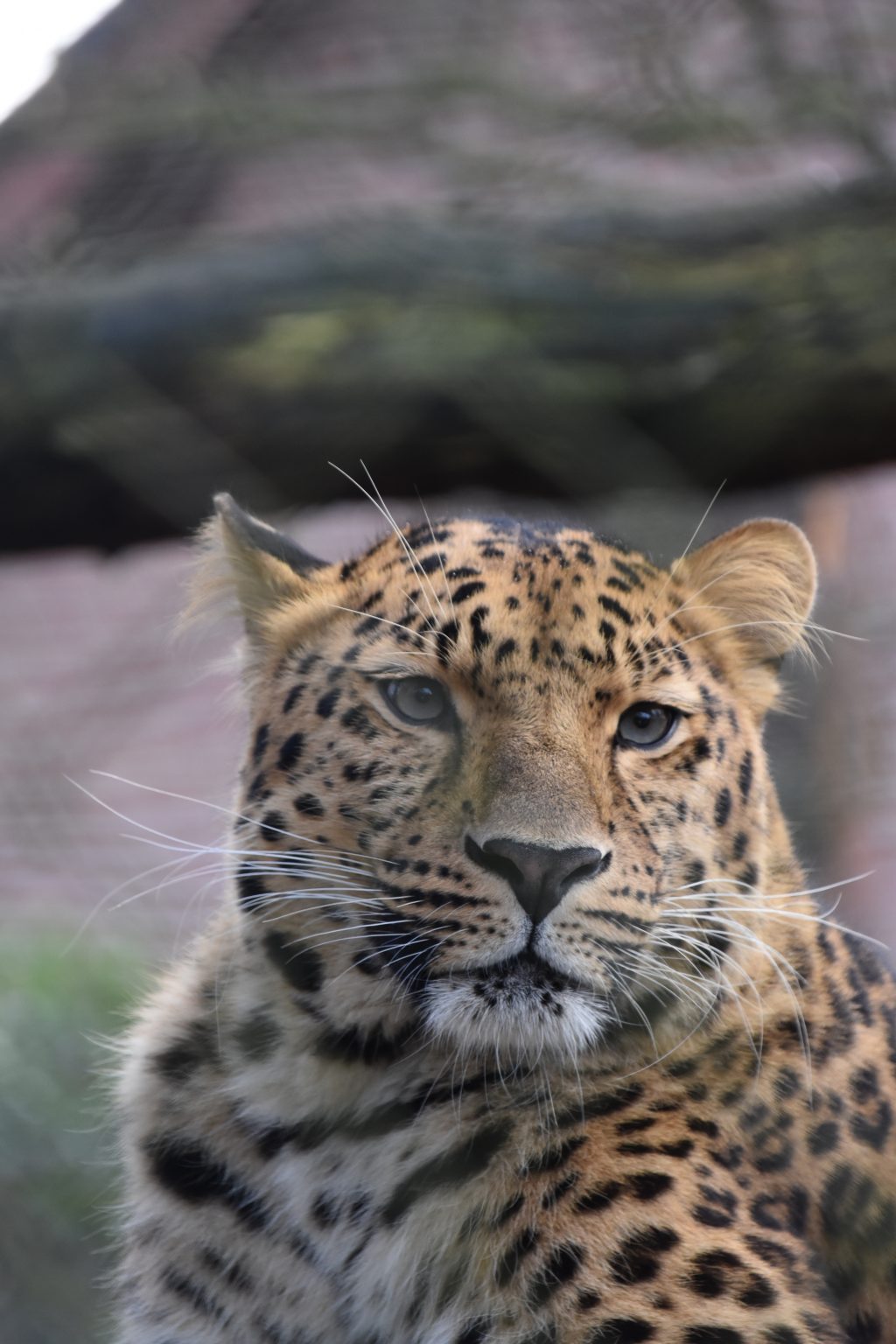 Amoerpanter | DierenWiki | Amoerpanter