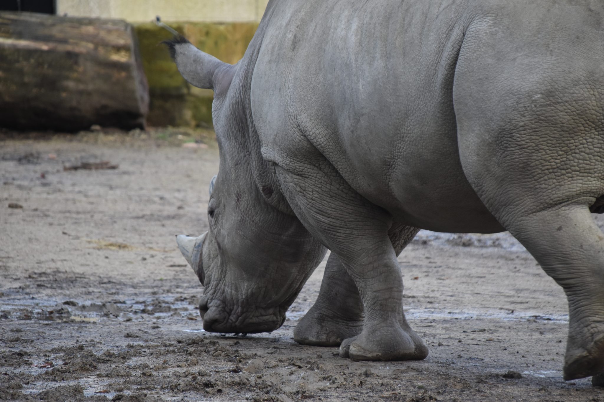 Neushoorns | DierenWiki | De Neushoorn