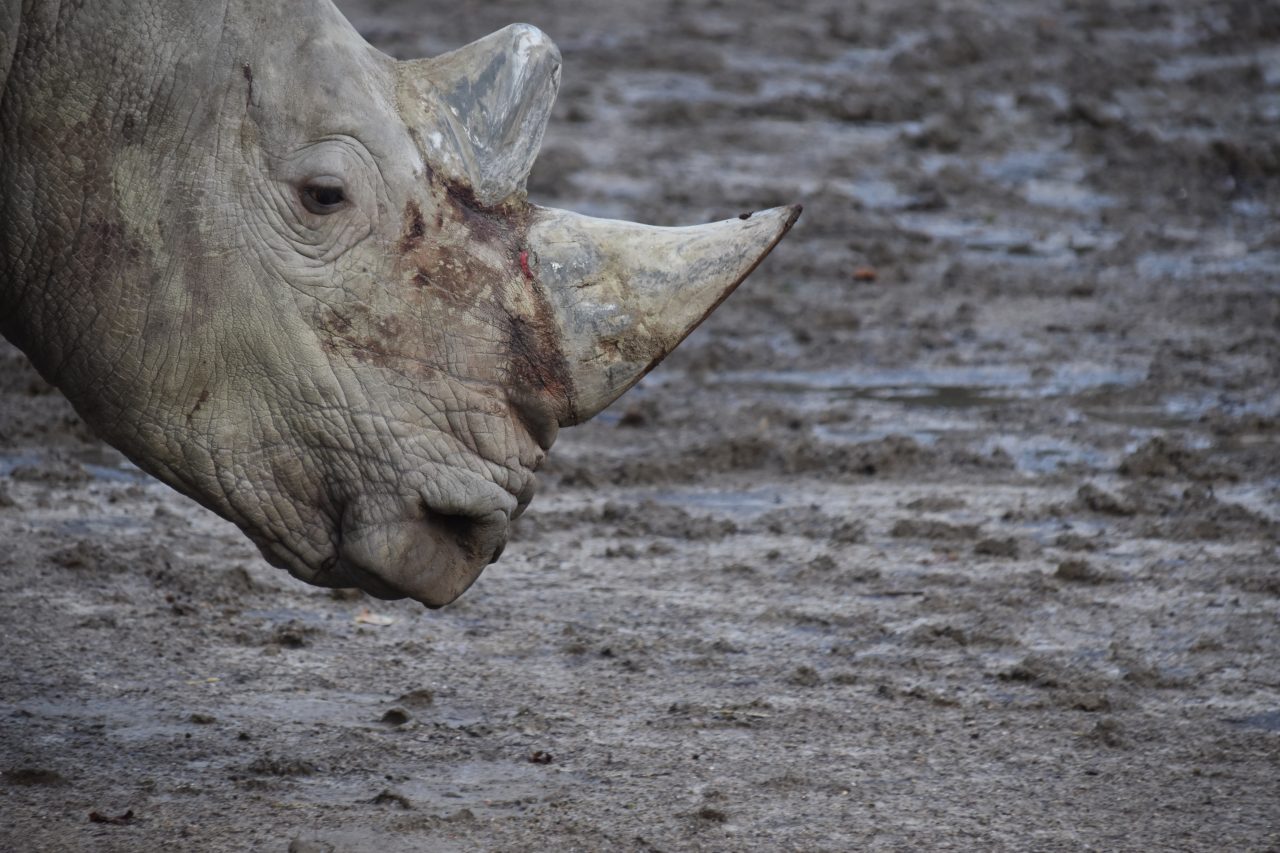 Witte neushoorn | DierenWiki - WITTE NEUSHOORN