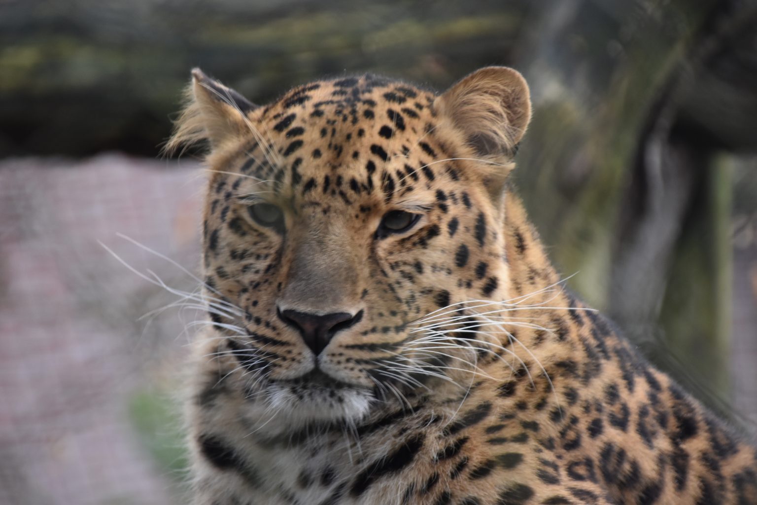 Amoerpanter | DierenWiki | Amoerpanter