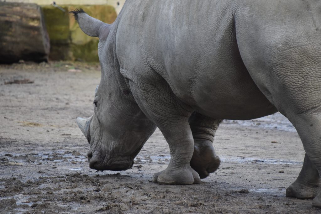 Witte neushoorn | DierenWiki - WITTE NEUSHOORN