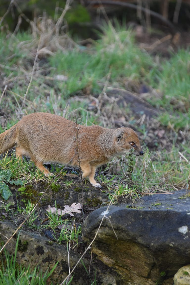 Mangoesten | DierenWiki | Mangoesten zijn roofdieren