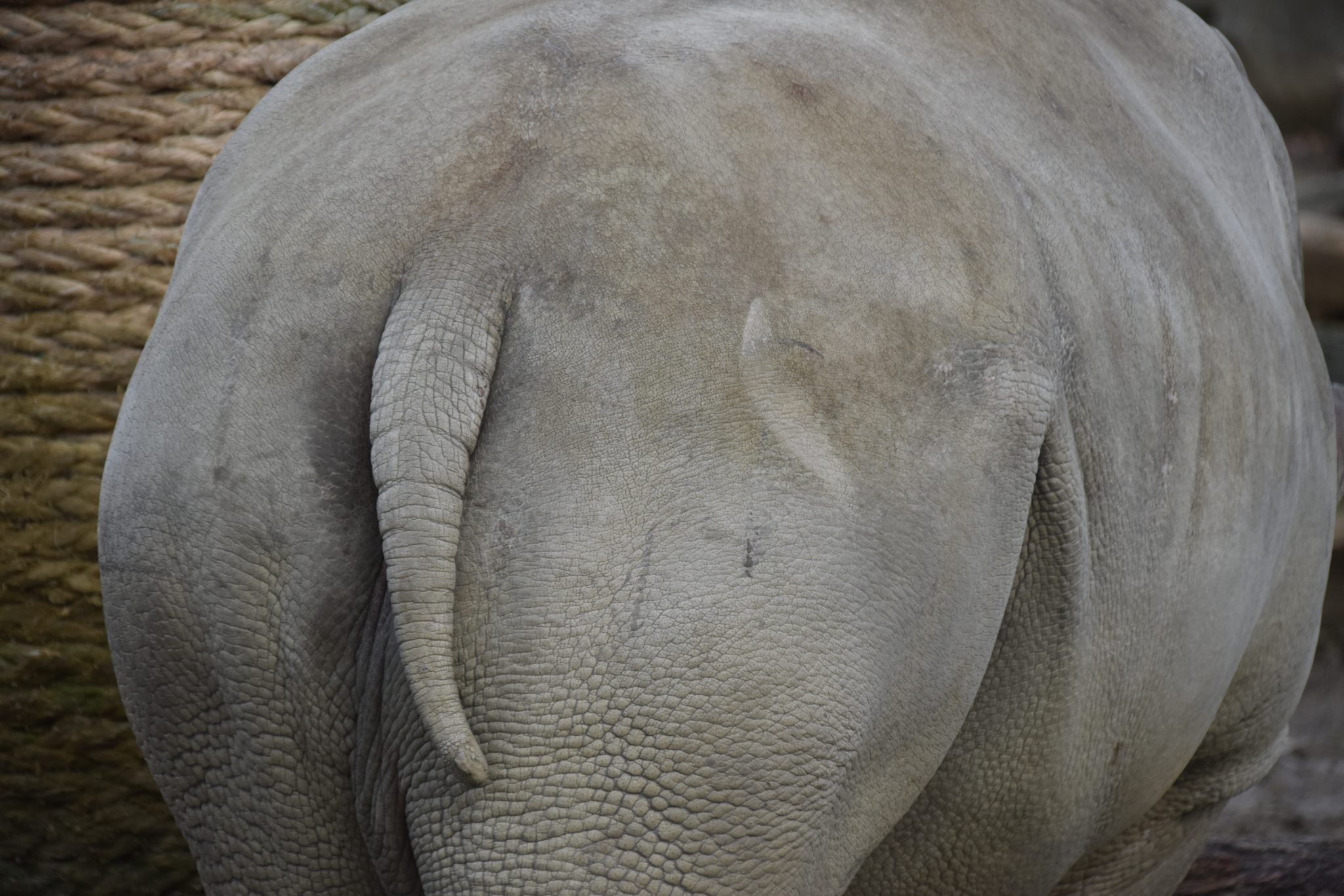 Neushoorns | DierenWiki | De Neushoorn