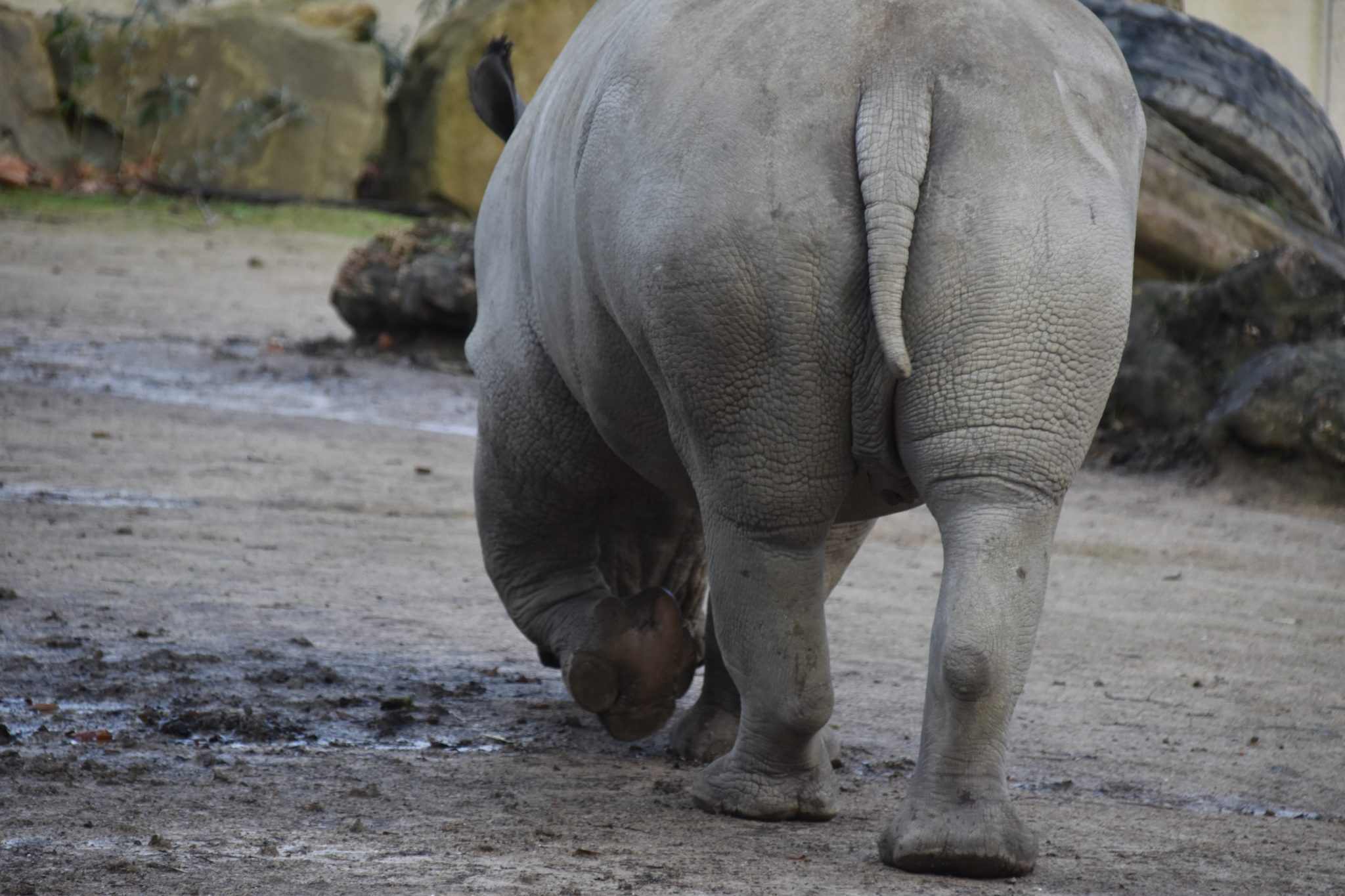 Witte neushoorn | DierenWiki - WITTE NEUSHOORN