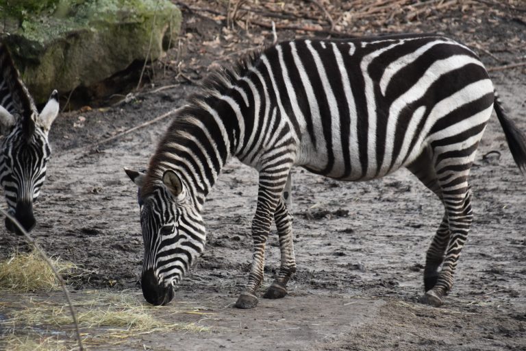 Steppezebra (Equus quagga) | DierenWiki | Steppezebra