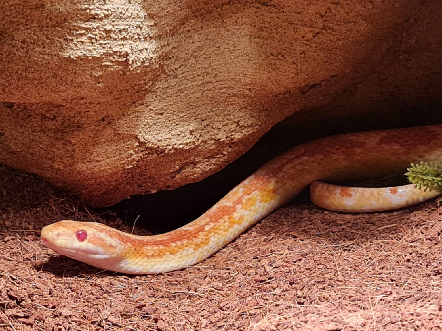 Slangen | DierenWiki | Schubreptielen waaronder Slangen