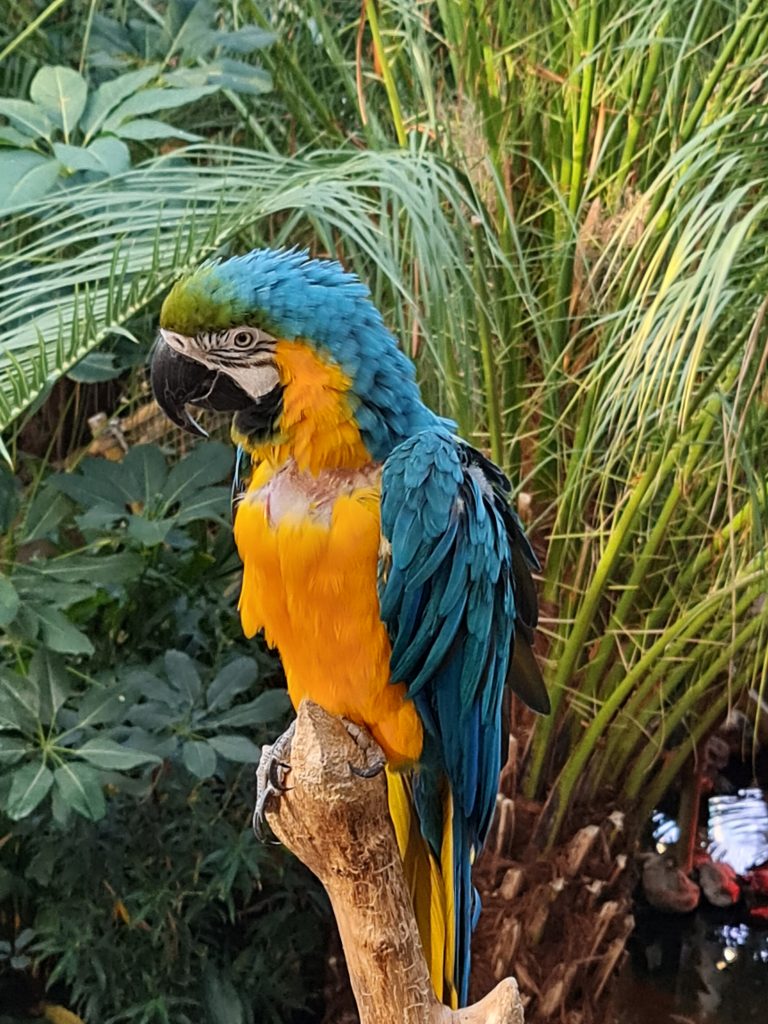 Papegaaien (Psittacidae) | DierenWiki | Vogels | Papegaaien